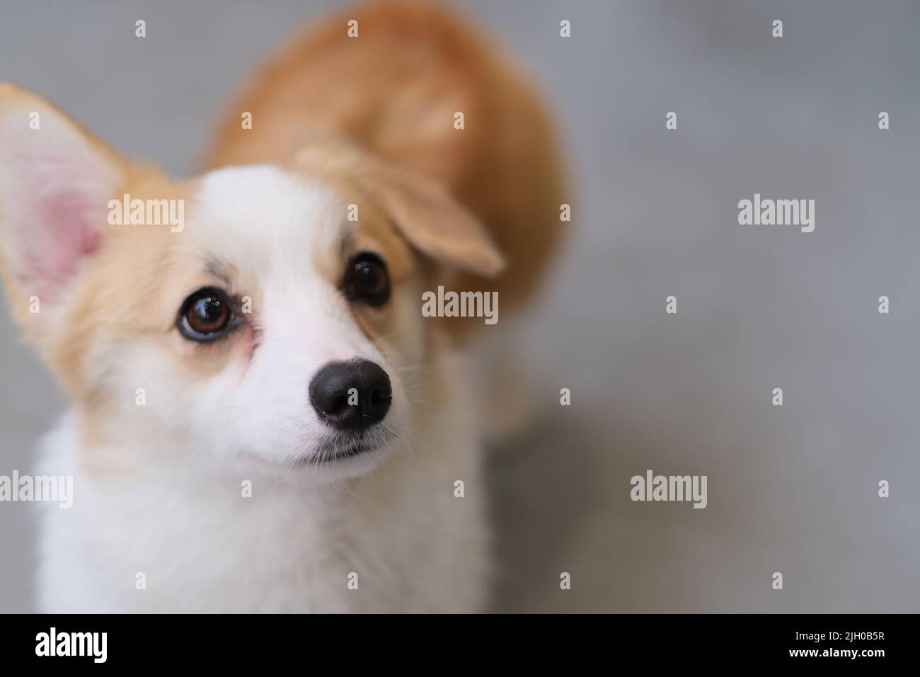close up funny little corgi puppy with blur background Stock Photo - Alamy