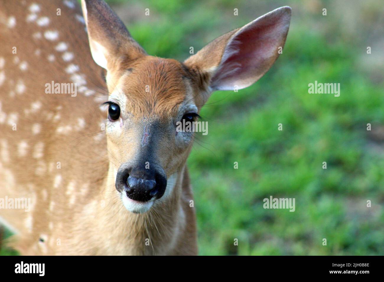 Seriously curious hi-res stock photography and images - Alamy