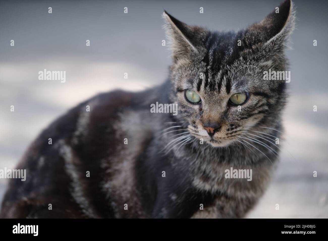 Chinese li hua kitten hi-res stock photography and images - Alamy