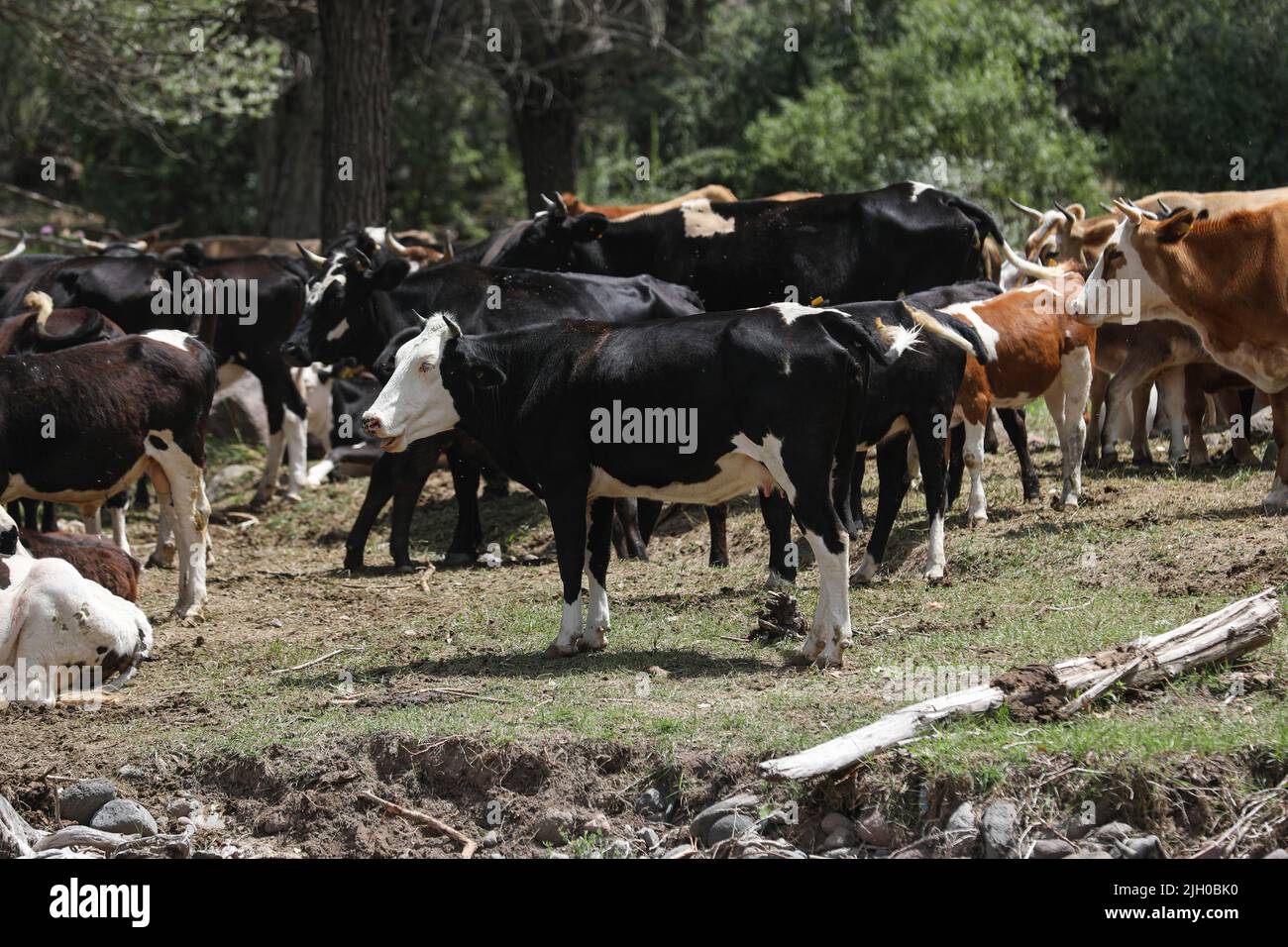 Herd of cows seen grazing in Çaml?dere village. Animal grazing in Çaml ...