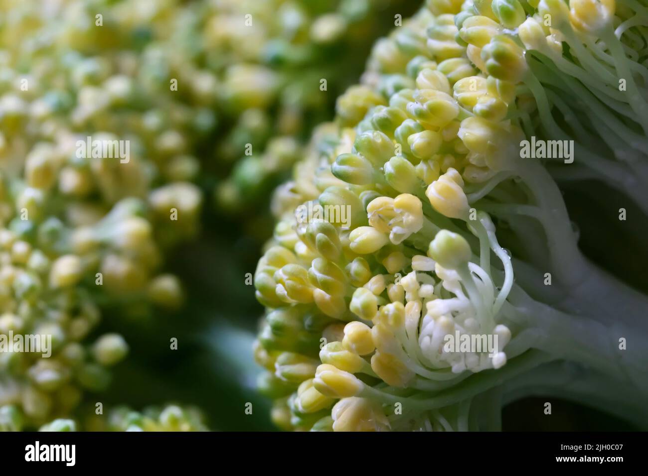 macro of yellow green Broccoli flower heads. Extreme close up Broccoli ...