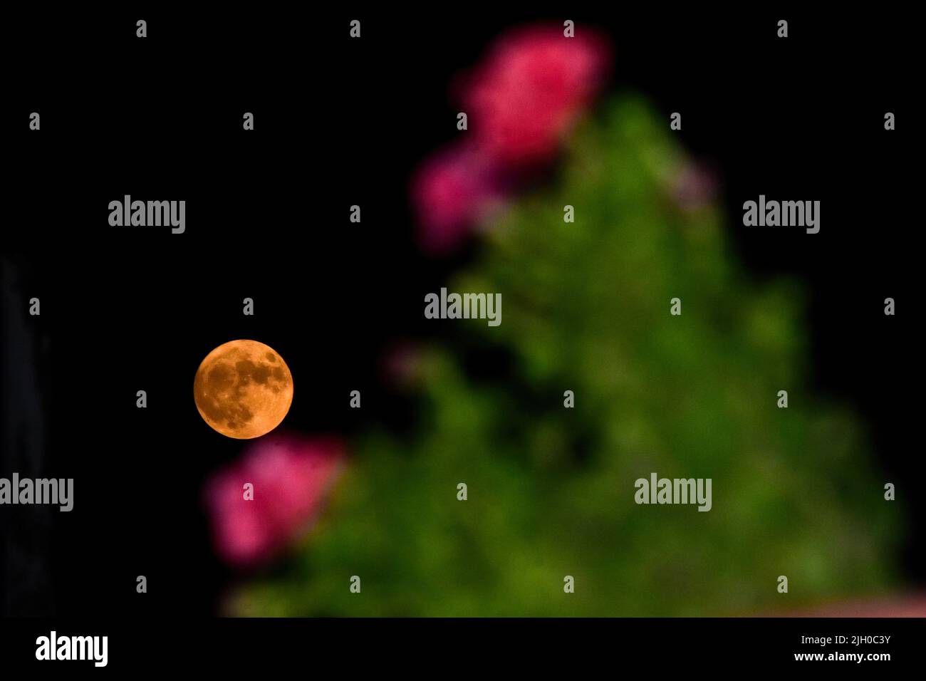 Srinagar, India. 13th July, 2022. The biggest and brightest super Buck ...