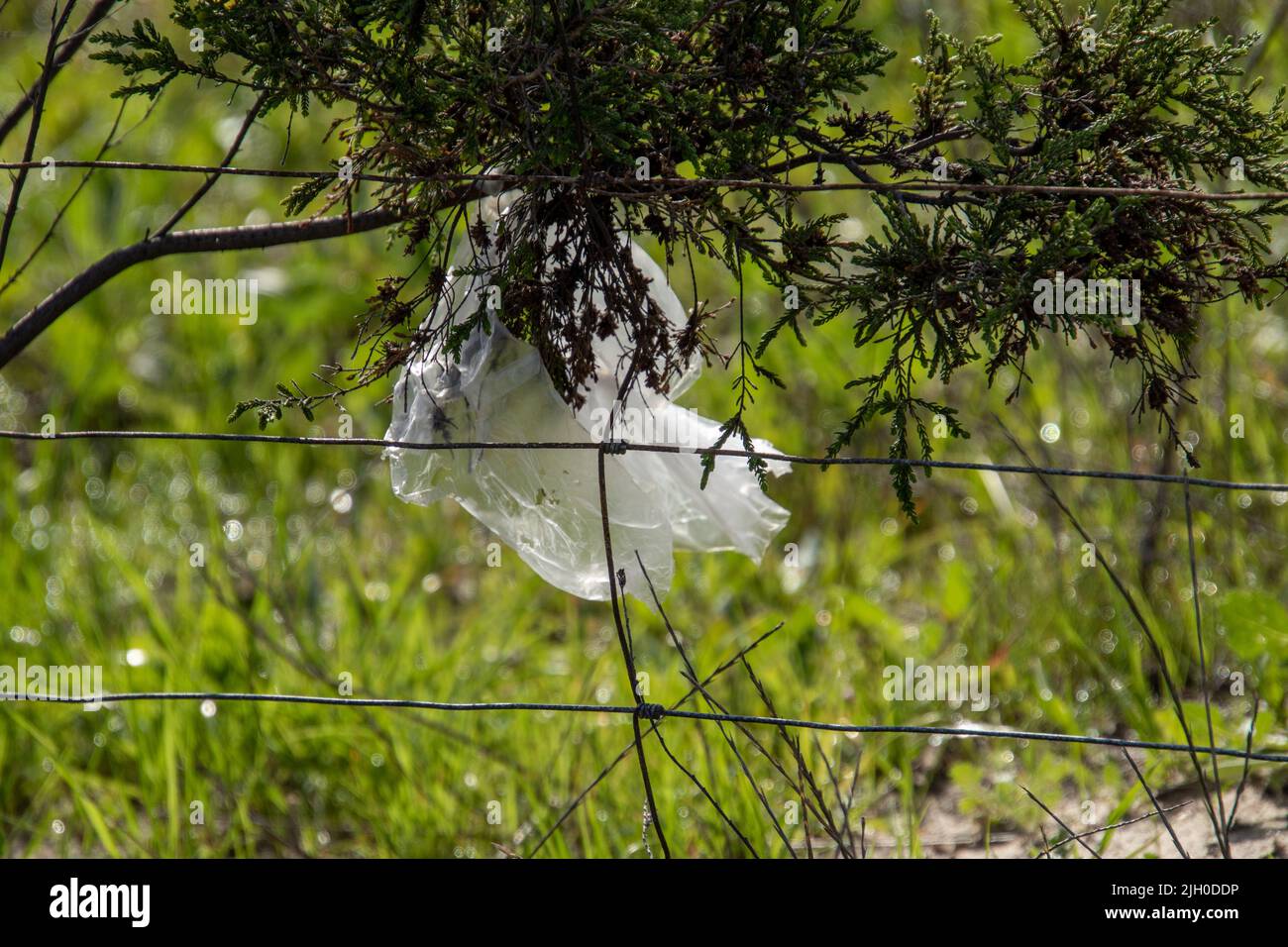 Single use plastic litter spoils and contaminates nature and the ...