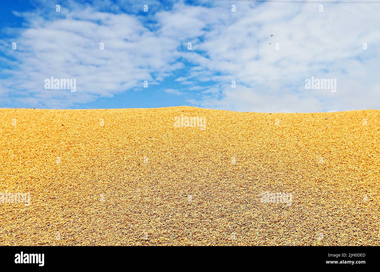 The mix of wheat and barley grains after harvesting are seen at a grain ...