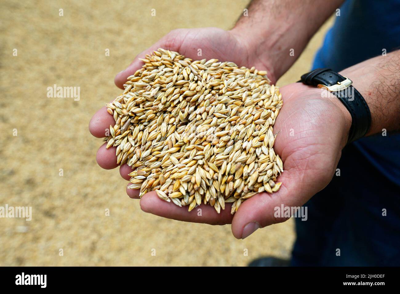 A Ukrainian farmer shows mix of wheat and barley grains after ...