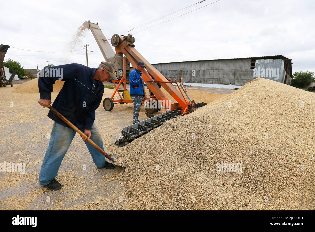 Ukrainian farmers load mix of wheat and barley grains after harvesting ...