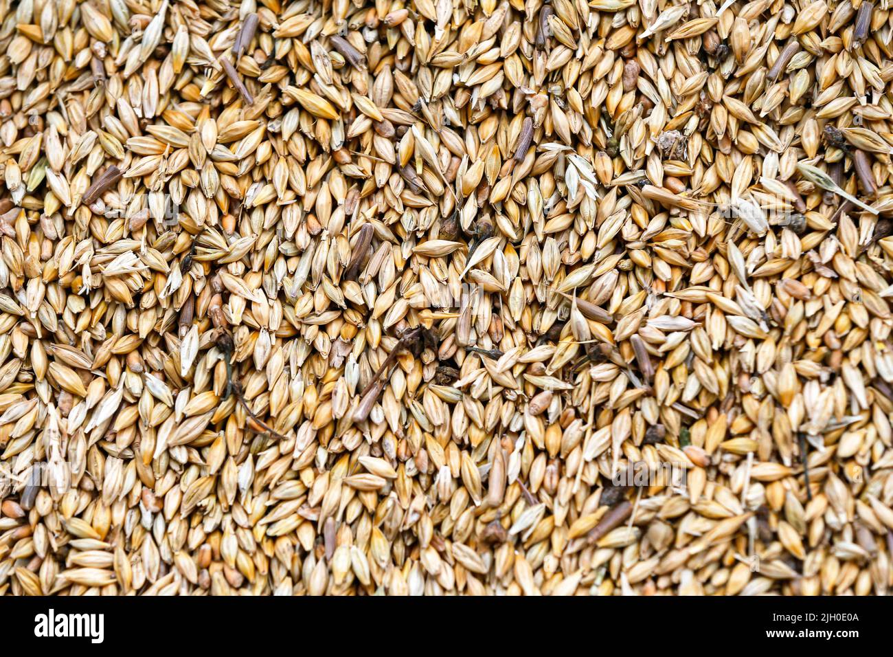 Odesa, Ukraine. 23rd June, 2022. The mix of wheat and barley grains ...