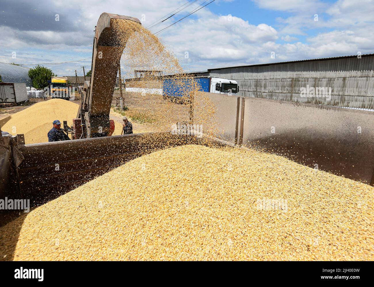 Ukrainian farmers load mix of wheat and barley grains to a truck after ...