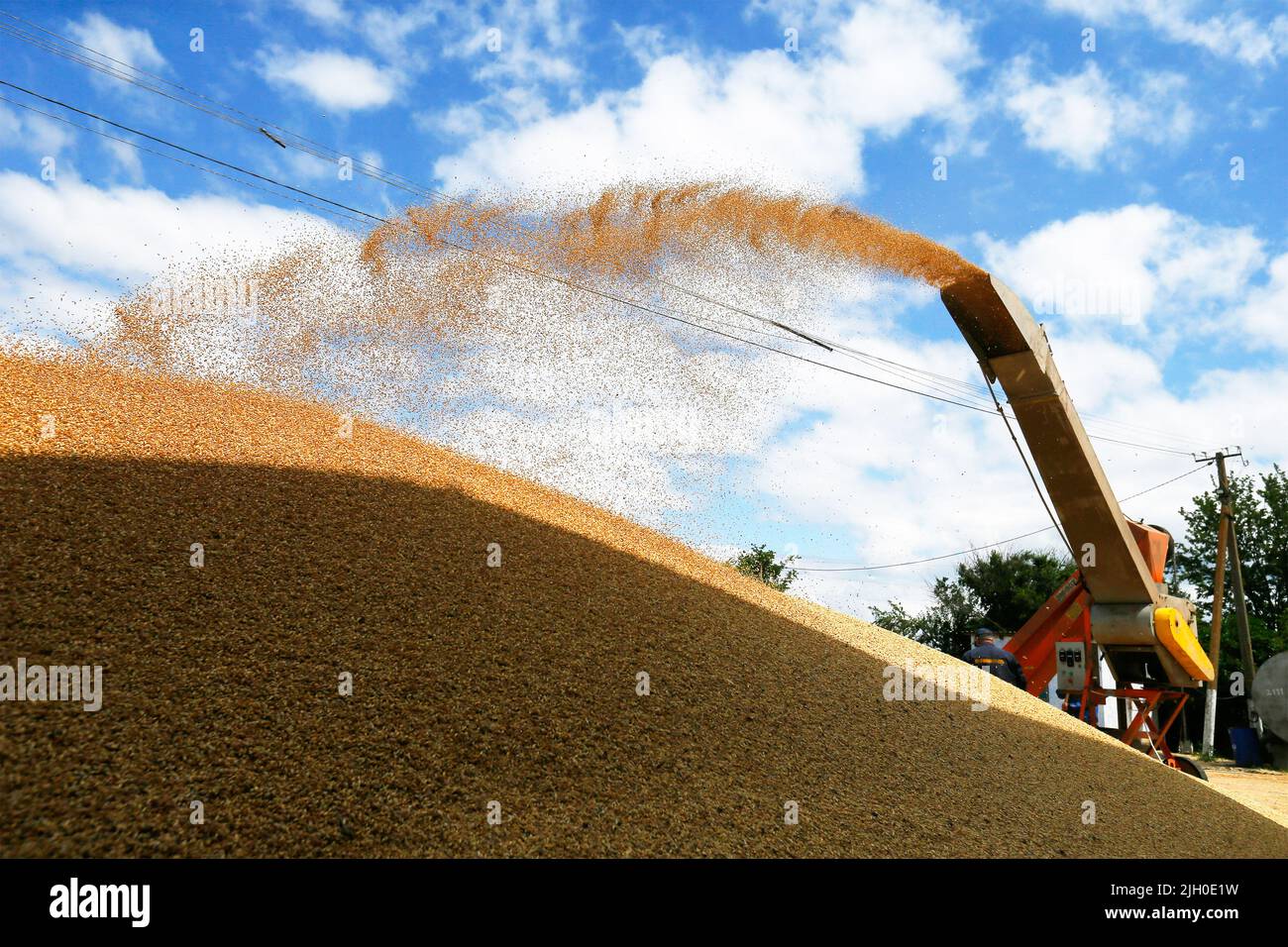 The mix of wheat and barley grains are seen after harvesting at a grain ...