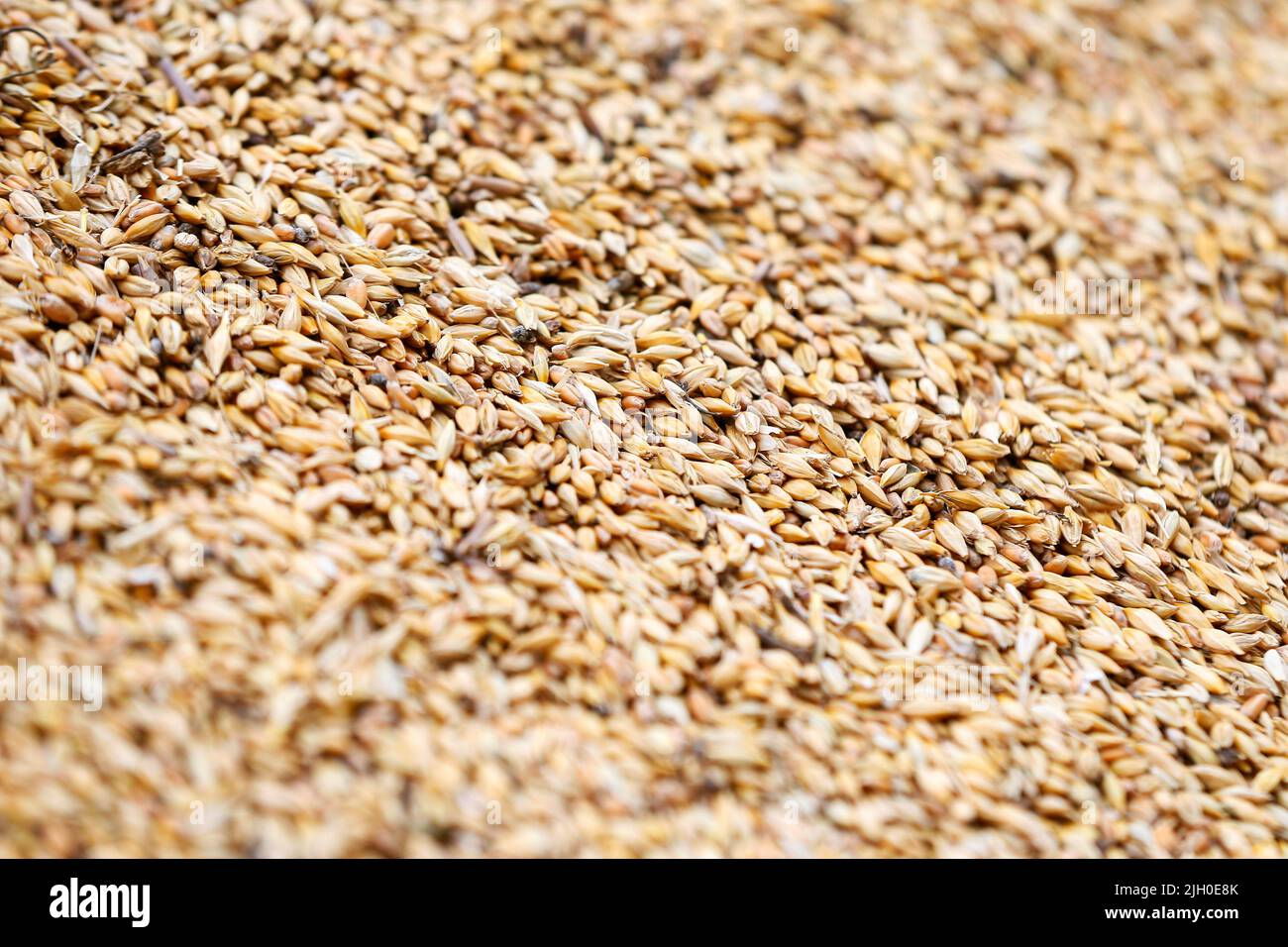 Odesa, Ukraine. 23rd June, 2022. The mix of wheat and barley grains are ...