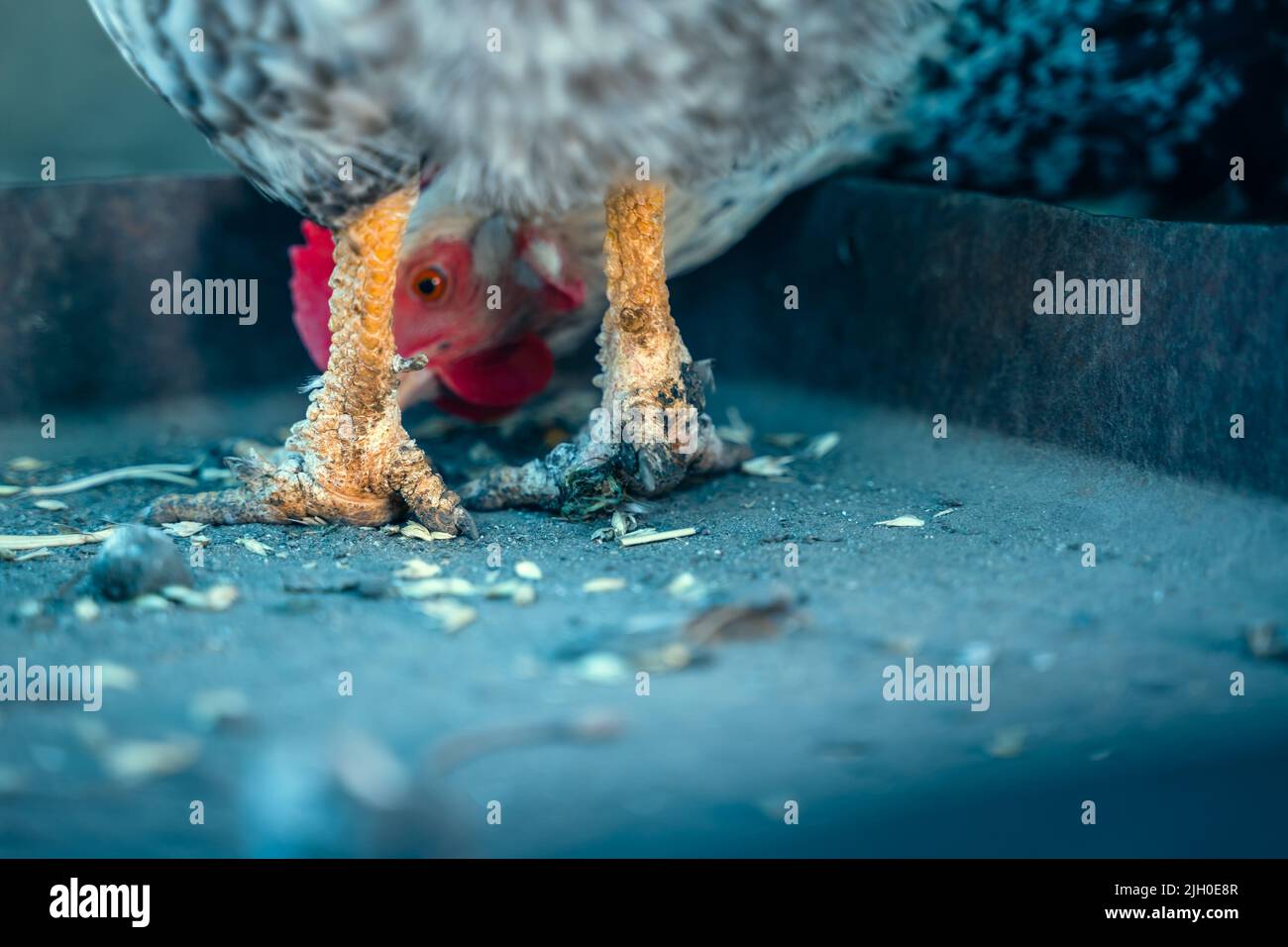 Chicken legs of a live chicken in a feeder close-up. Funny angle as a ...