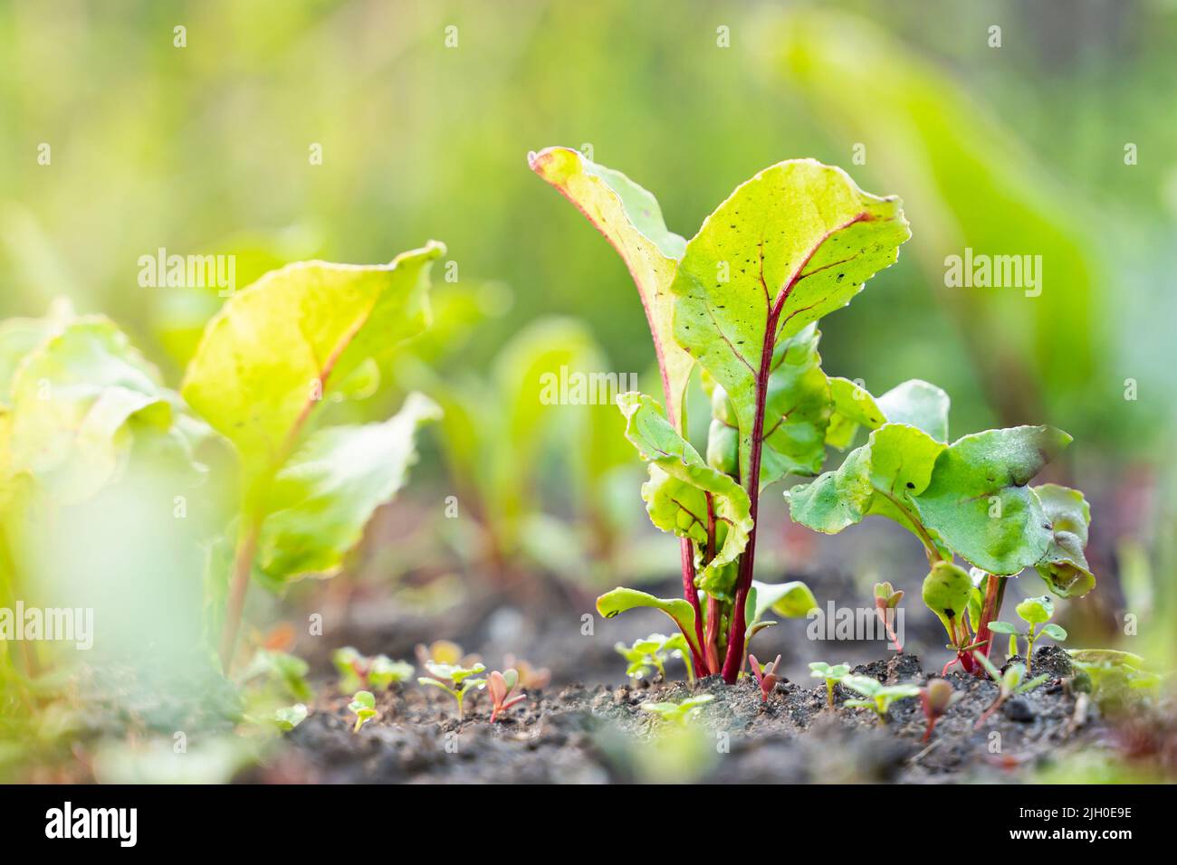 Leaves of a young growing beet close-up on a garden bed Stock Photo - Alamy