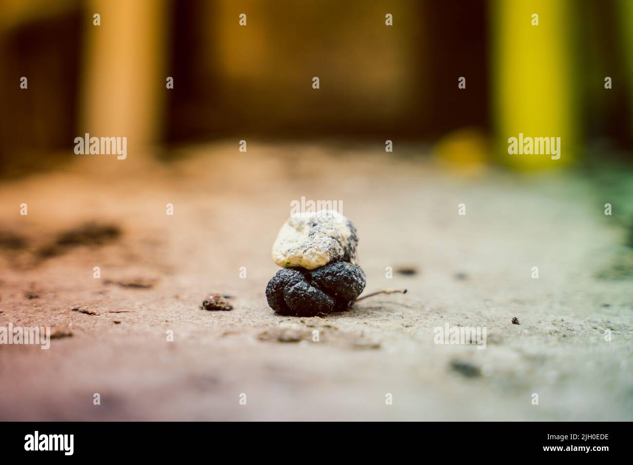 Beautiful rich color close-up photo of a chicken poop Stock Photo - Alamy