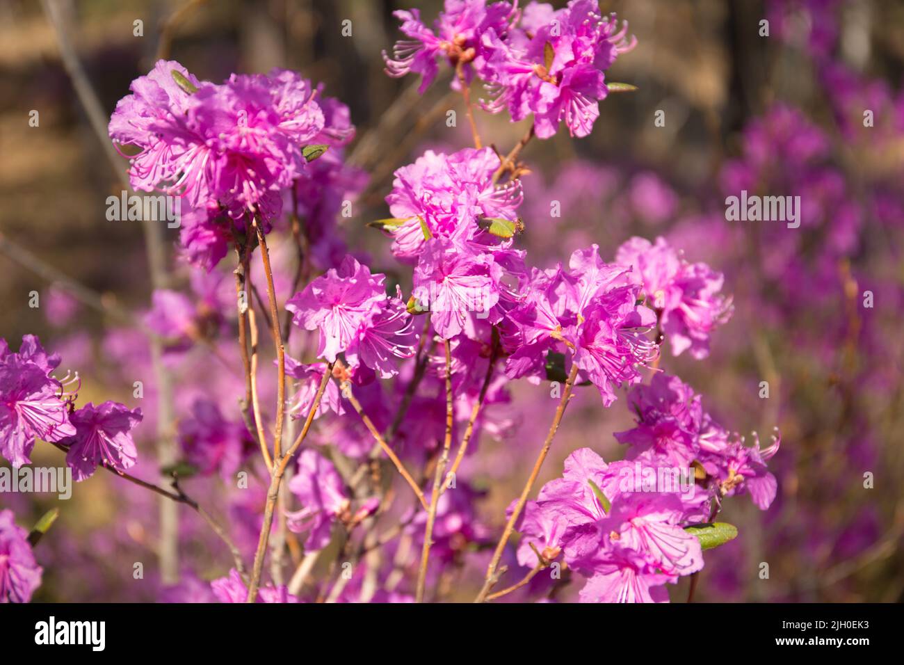 Purple labrador tea flowers on blur background. Pink wild rosmary ...
