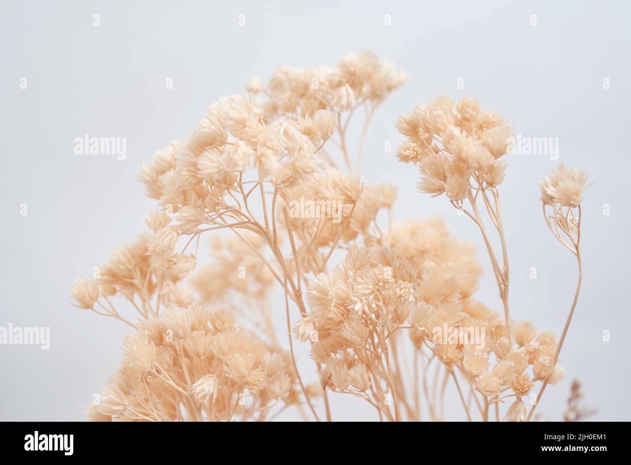 Beautiful dry flower hi-res stock photography and images - Alamy