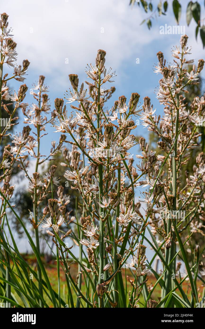 Asphodelus albus, commonly known as white-flowered asphodel, is an ...