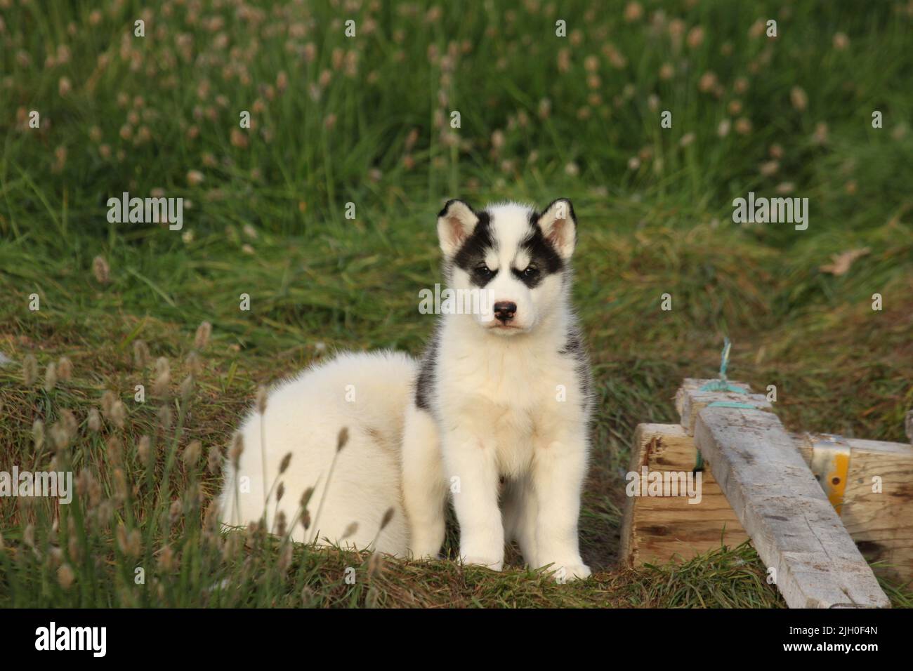 Canada inuit dog hi-res stock photography and images - Alamy