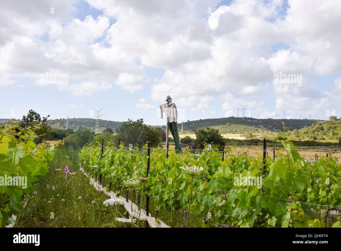 A Scarecrow in the middle of a vineyard. A grape orchard in Zichron ...