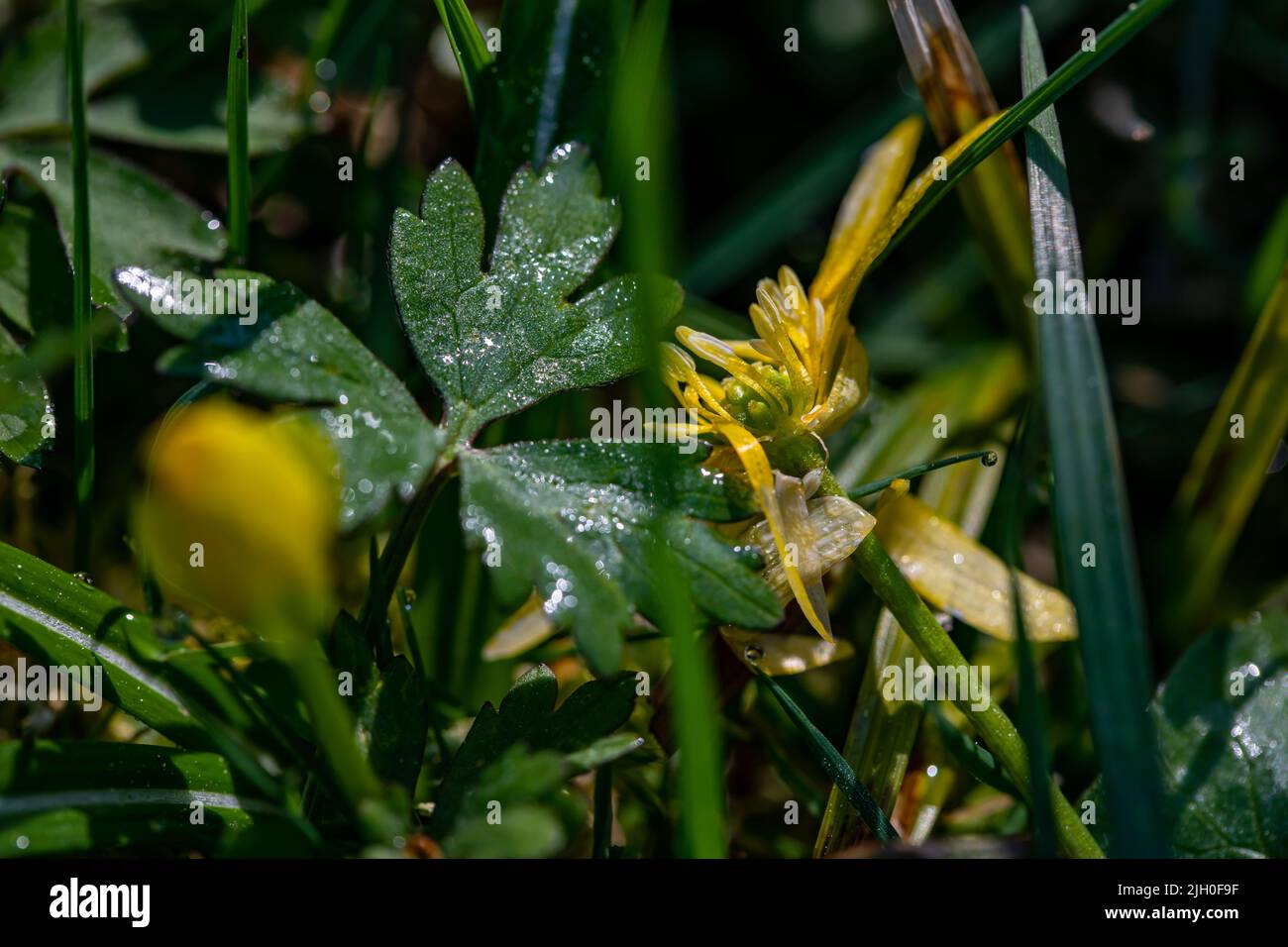 Crocus verna hi-res stock photography and images - Alamy