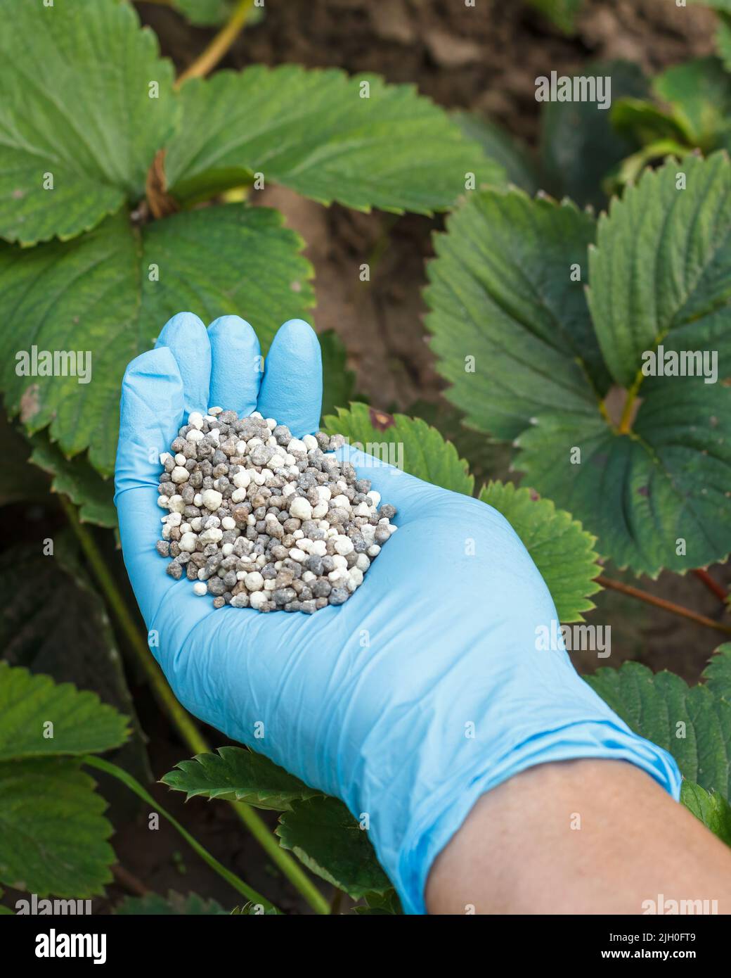 Farmer's hand in a rubber glove holds chemical fertilizer to give it to ...