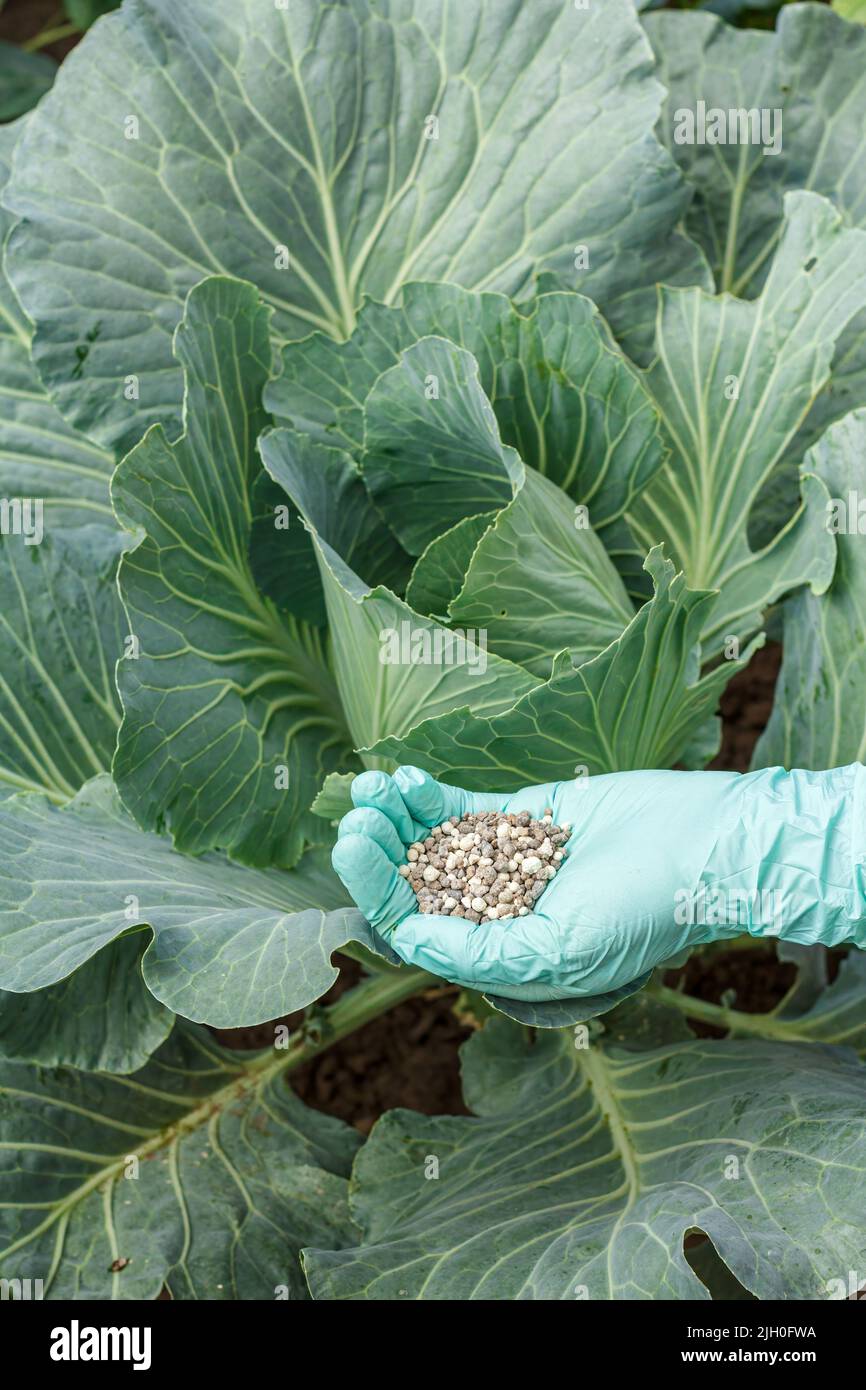 Farmer's hand in a rubber glove holds chemical fertilizer to give it to ...