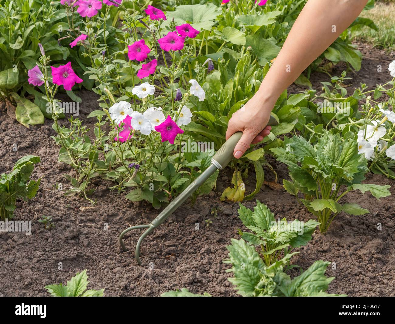 Female farmer is loosening soil around flowers growing on the flower ...