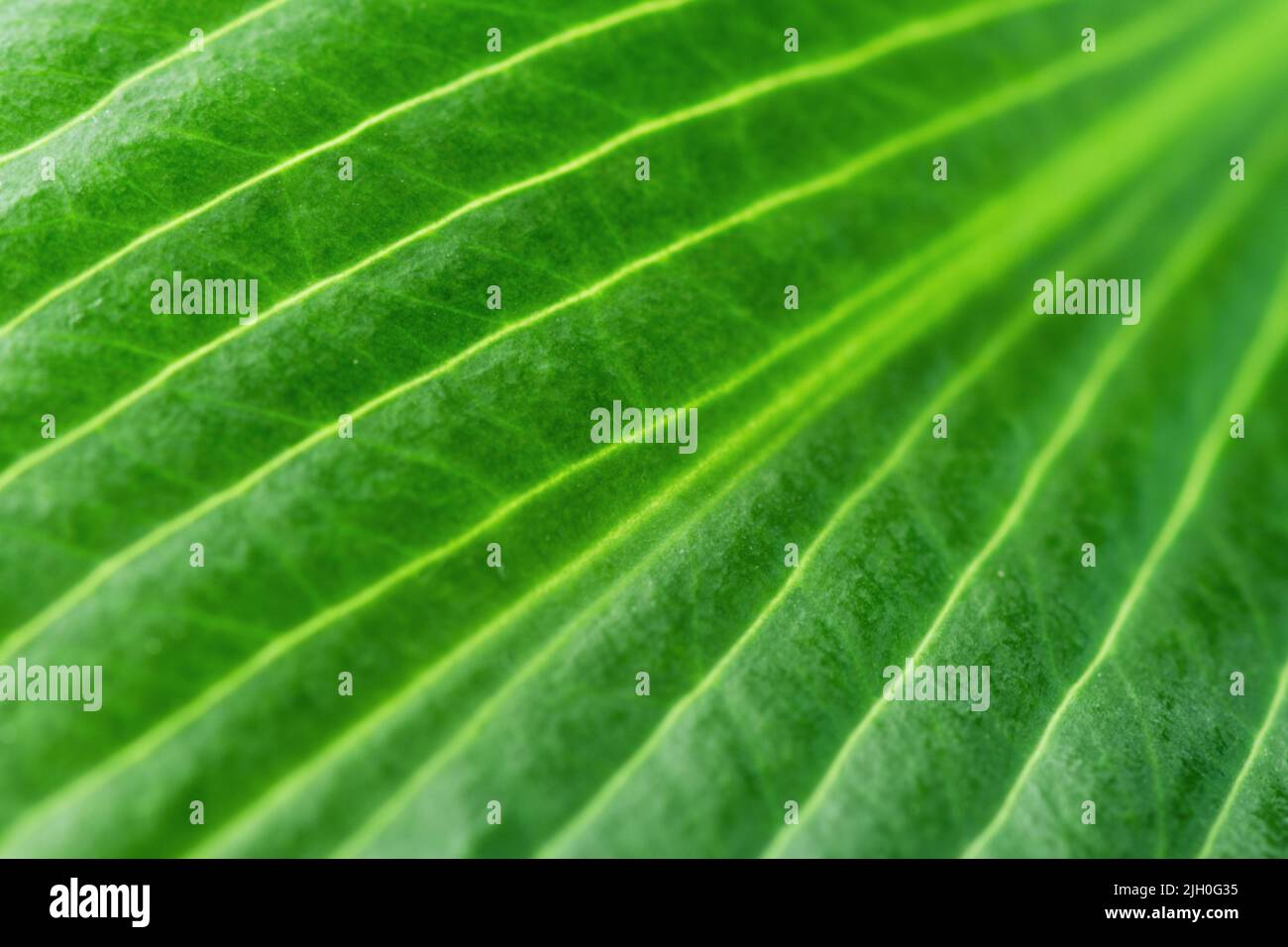 Abstract green leaf texture. Tree leaf texture macrophotography Stock ...