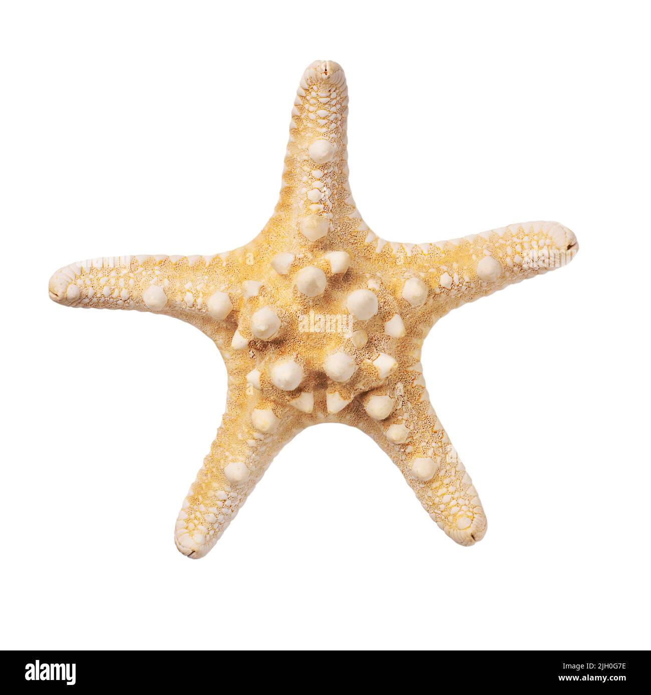 Caribbean beige starfish. Dried sea starfish isolated on white ...