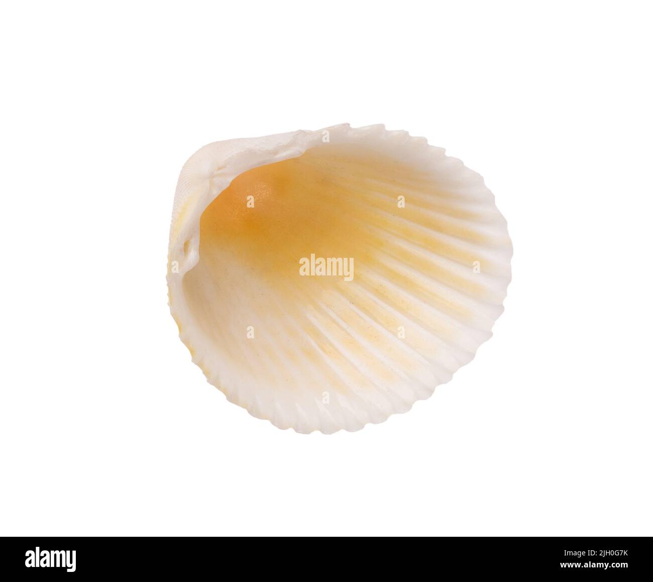 Seashell isolated on white background. Seashell for you design Stock ...