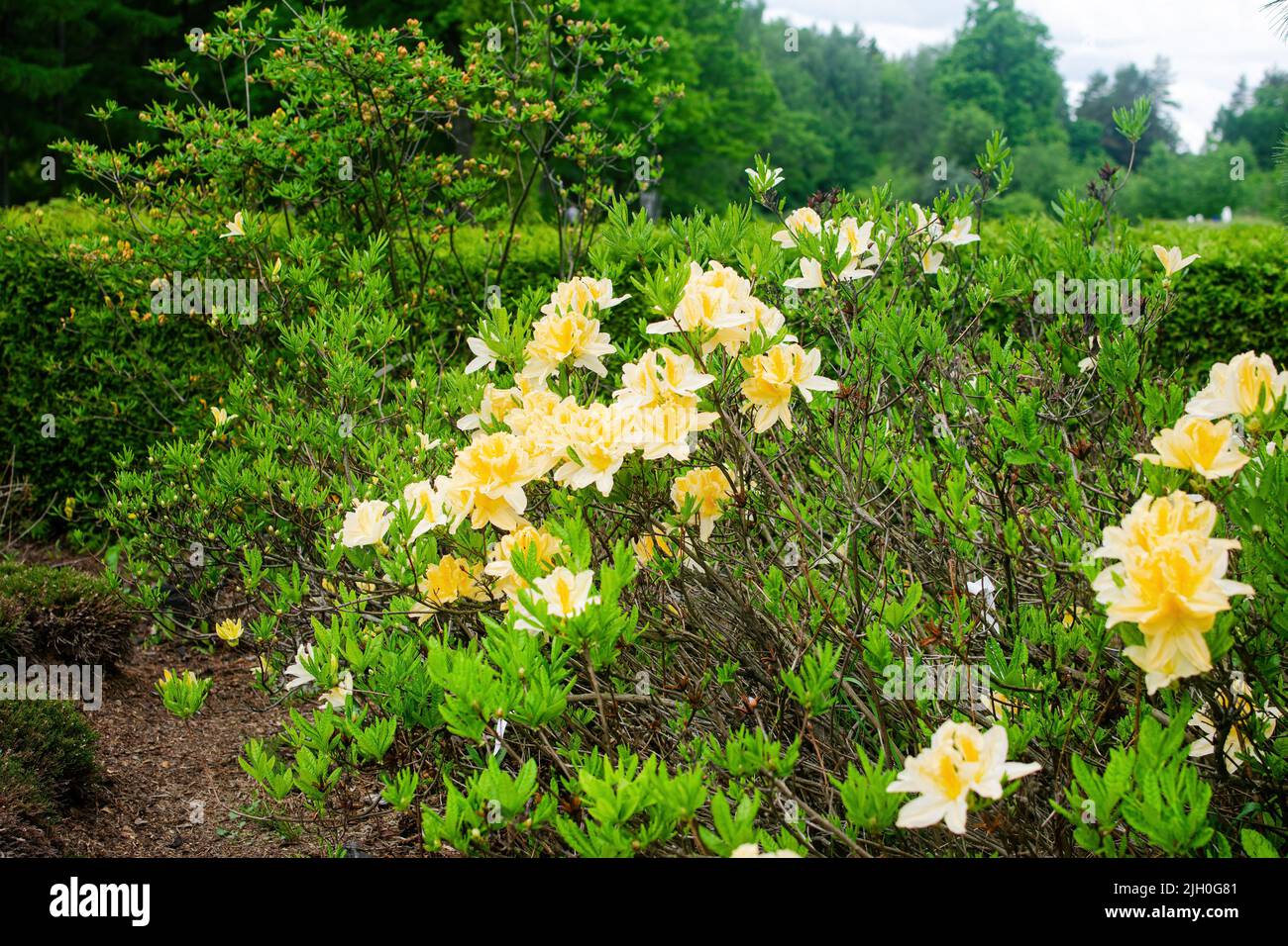 Bright yellow rhododendron luteum or honeysuckle azalea. Blooming ...