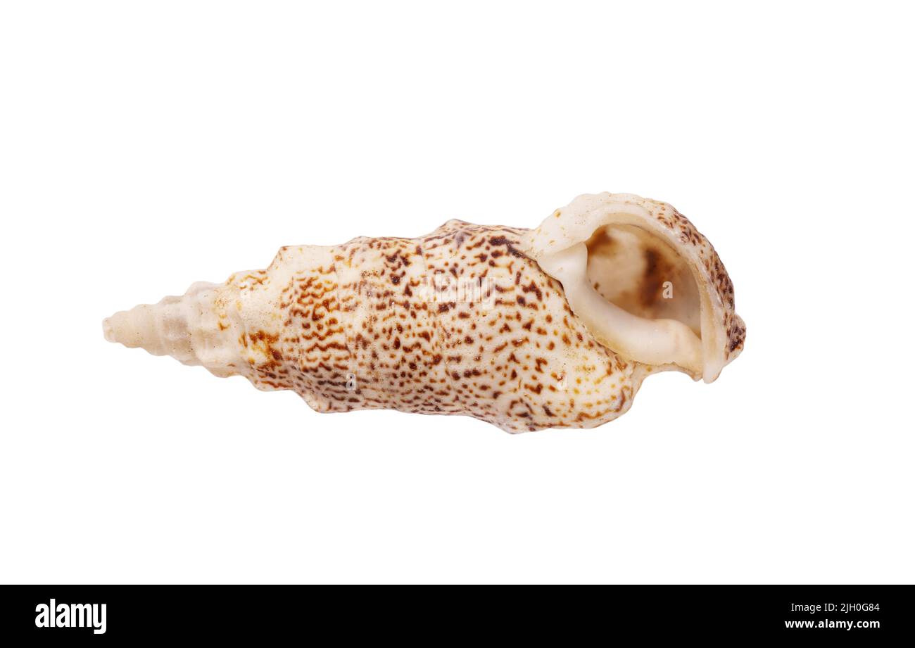 Seashell isolated on white background. Seashell for you design Stock ...