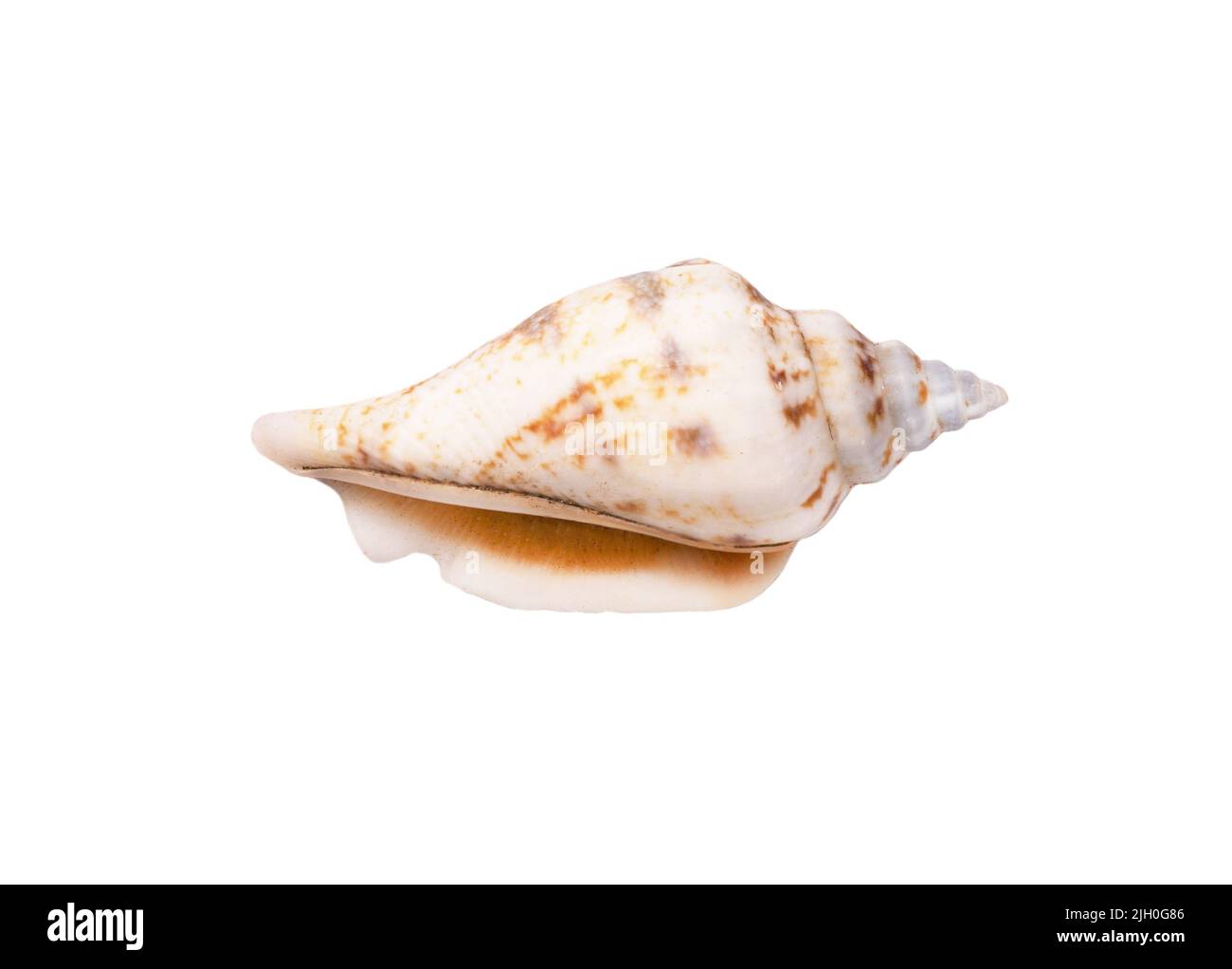 Seashell isolated on white background. Seashell for you design Stock ...