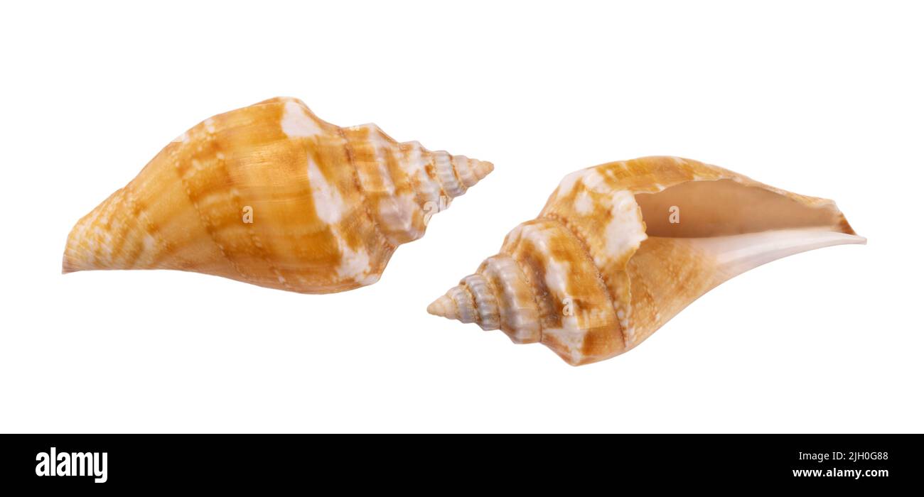 Seashell isolated on white background. Seashell for you design Stock ...