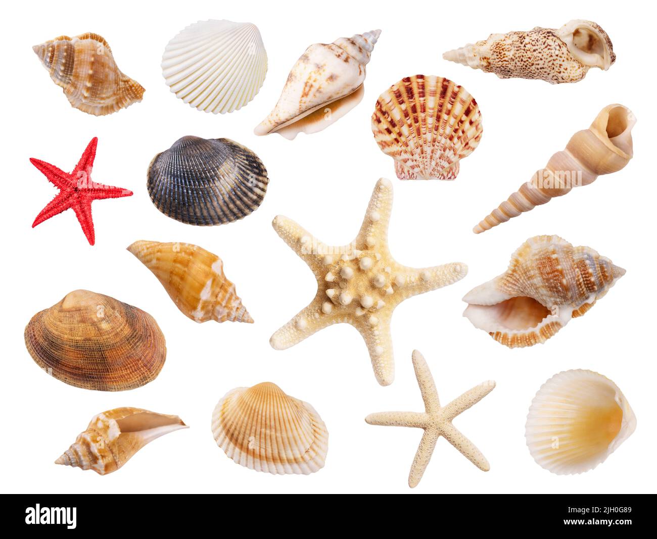Variety of seashells and starfish isolated on white background ...