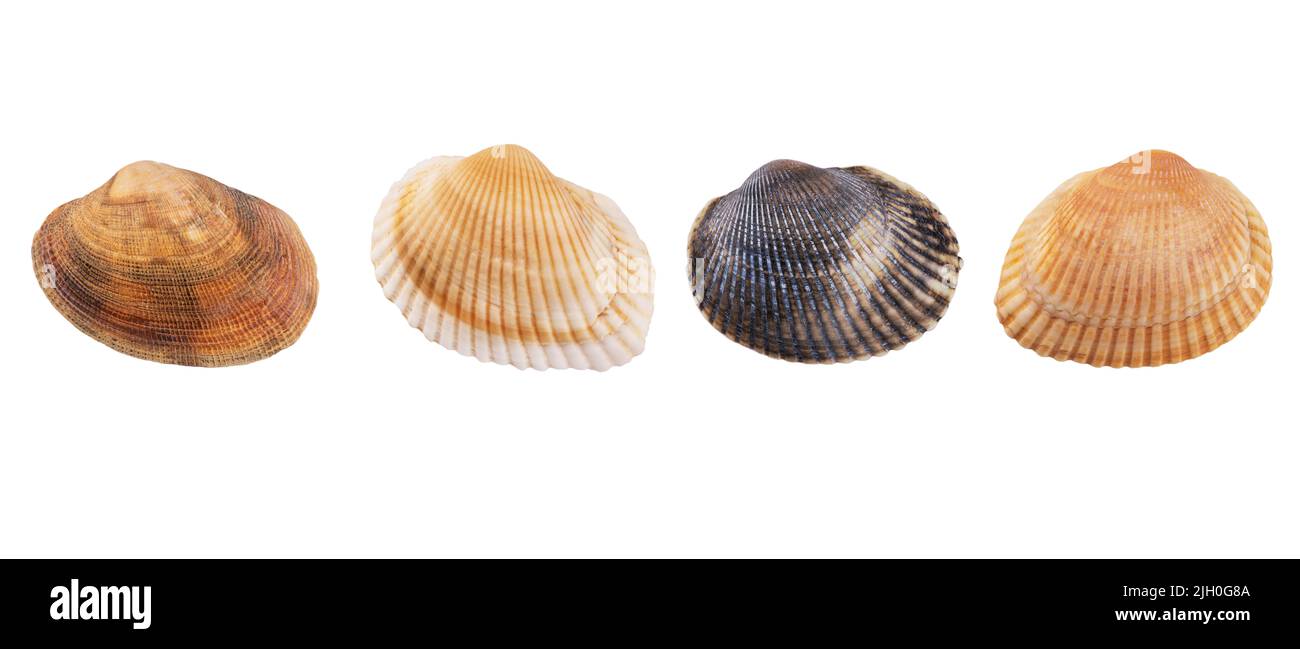 set of seashells isolated on white background. Seashell for you design ...