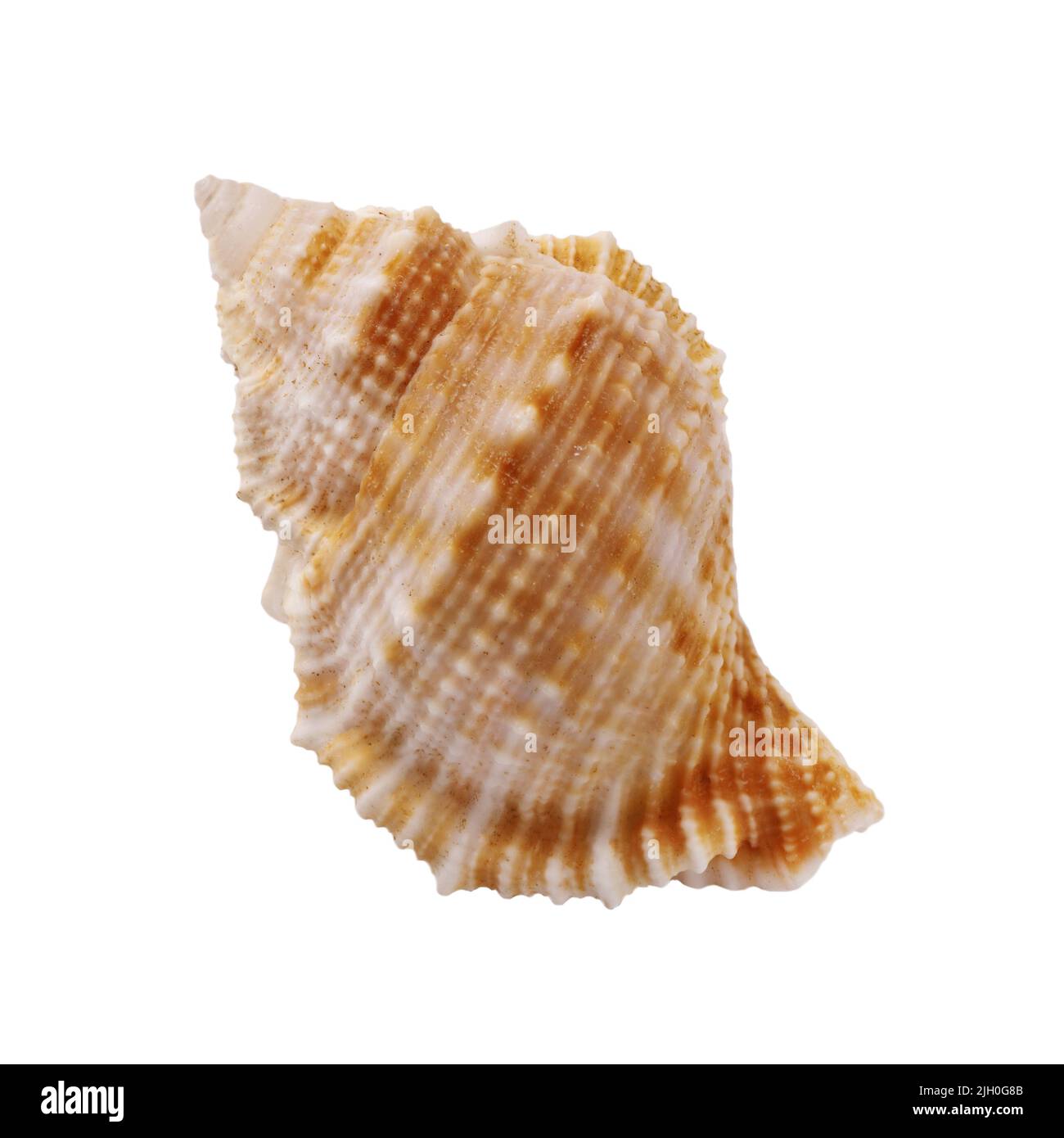 Seashell isolated on white background. Seashell for you design Stock ...