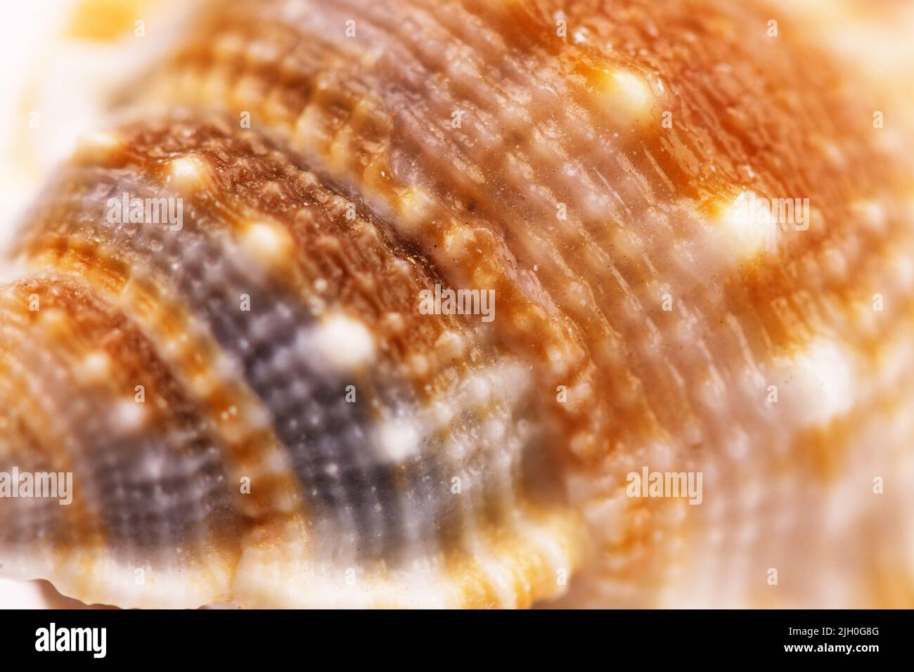 Seashell texture hi-res stock photography and images - Alamy