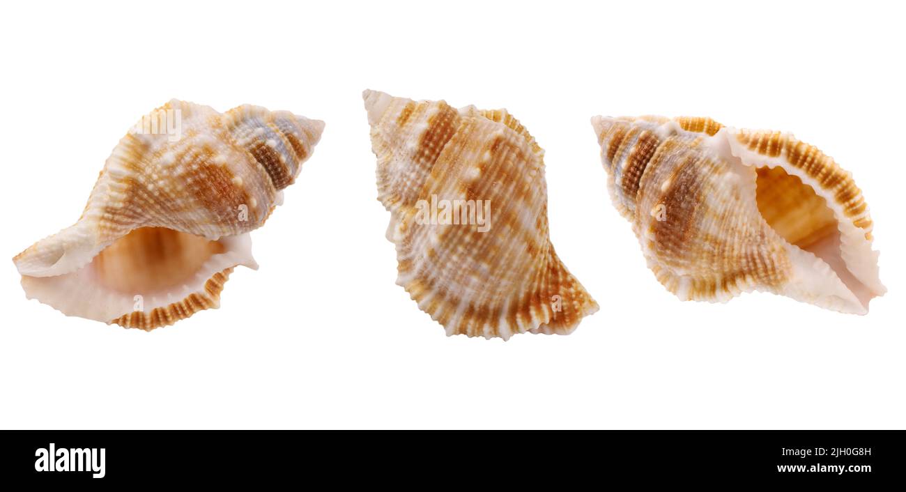 Seashell isolated on white background. Seashell for you design Stock ...