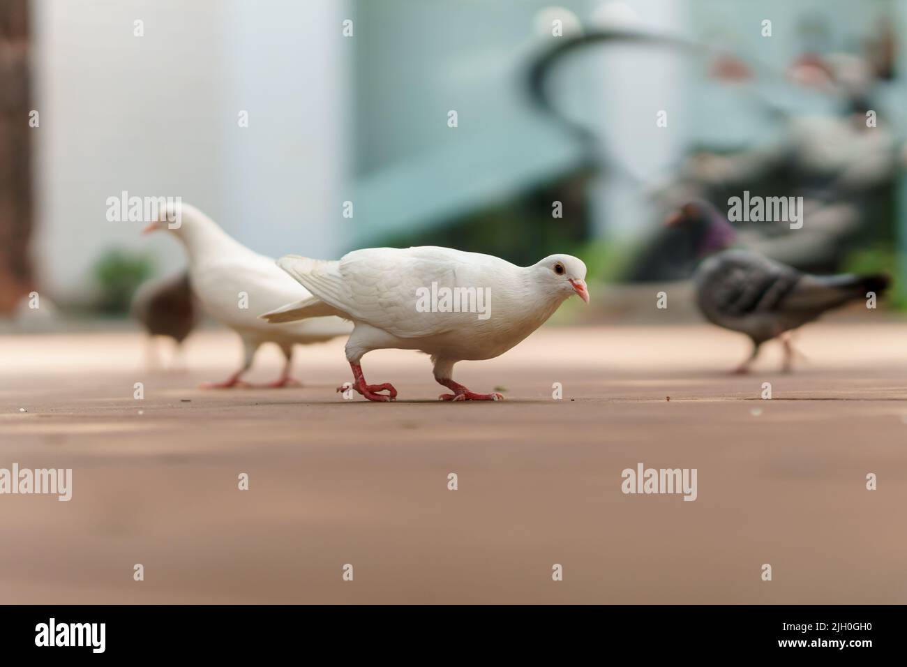 A white pigeon is staring at the camera Stock Photo - Alamy