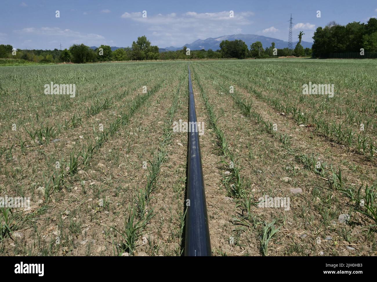 Killer drought, an increasingly dramatic situation in agricultural ...