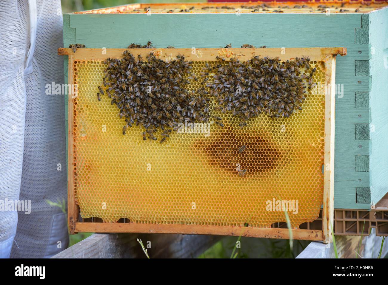 view of the frame of a beehive in a apiary Stock Photo - Alamy