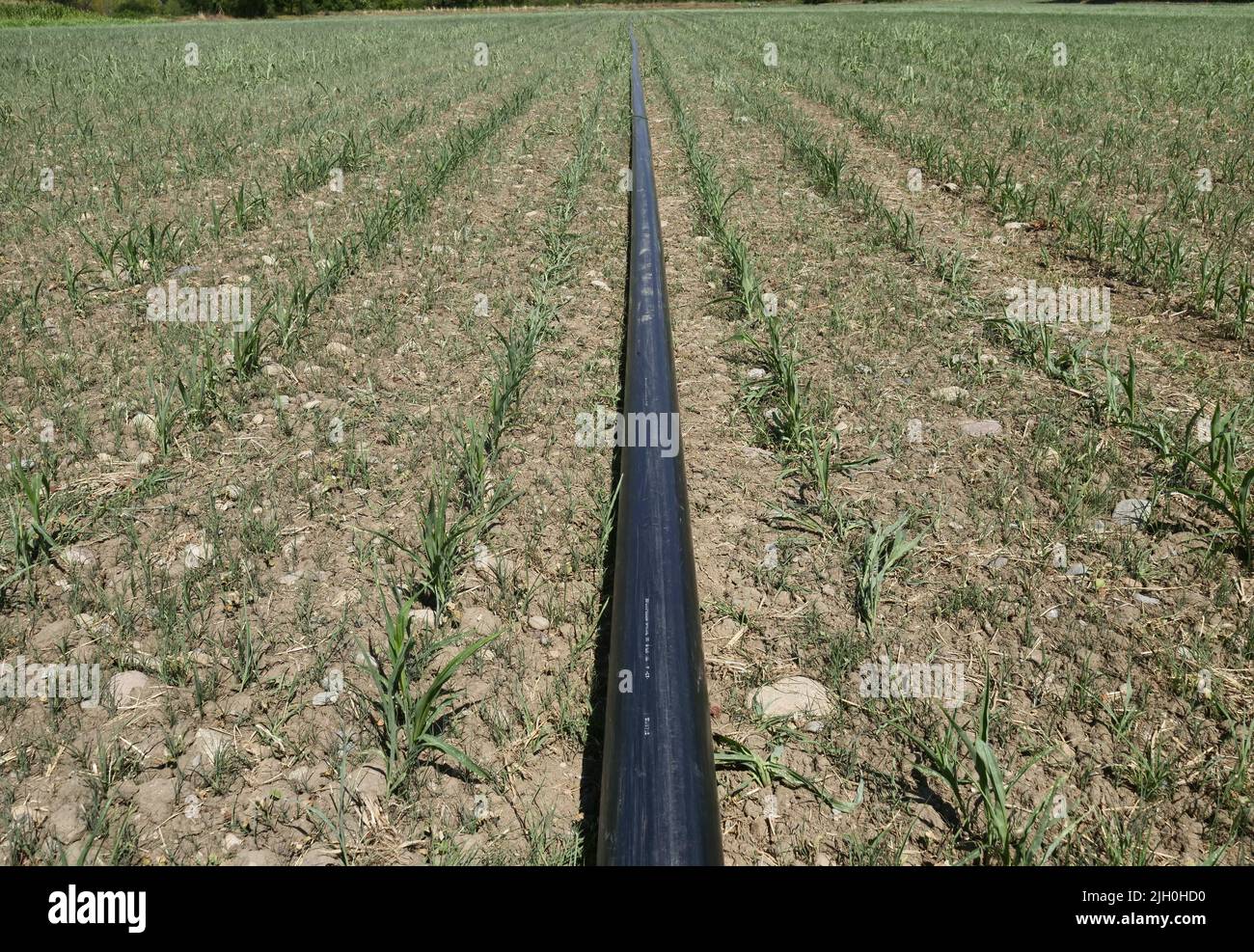 Killer drought, an increasingly dramatic situation in agricultural ...