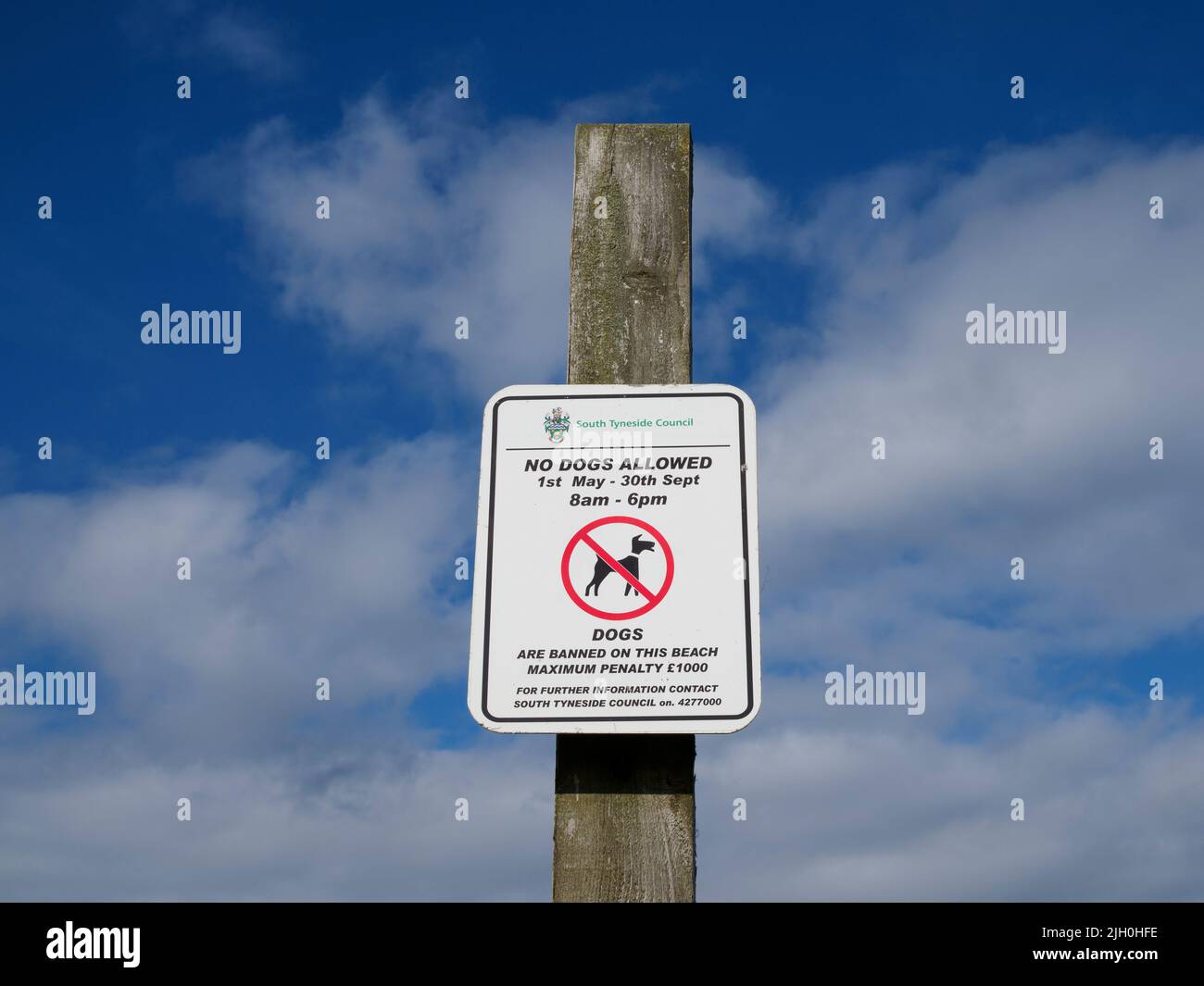 A "No dogs allowed" sign firmly attached to a wooden plank in cloudy ...