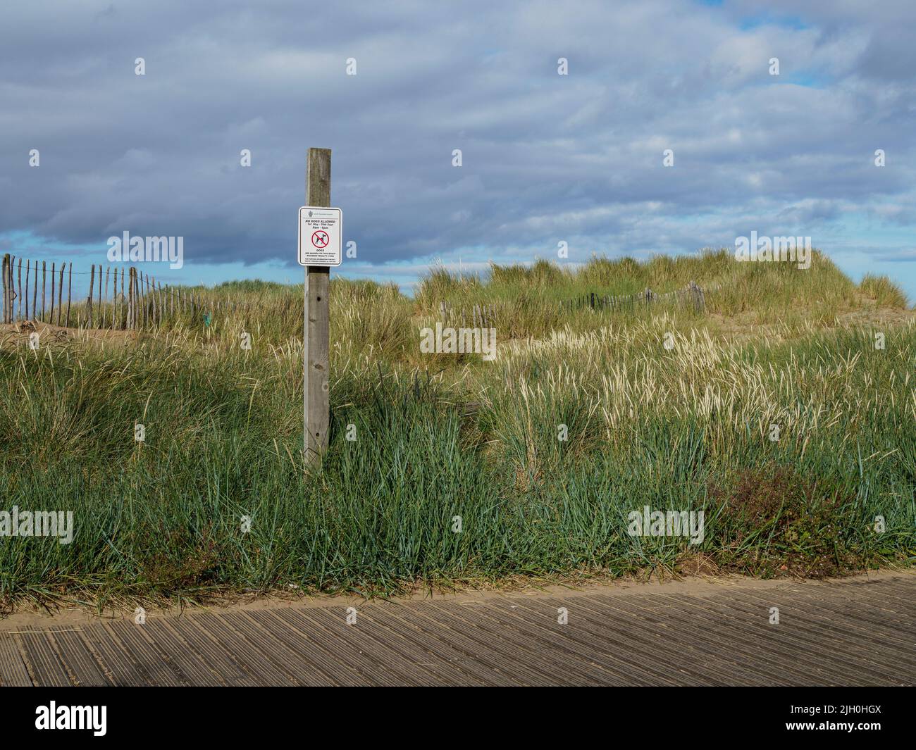 A "No dogs allowed" sign firmly attached to a wooden plank in cloudy ...