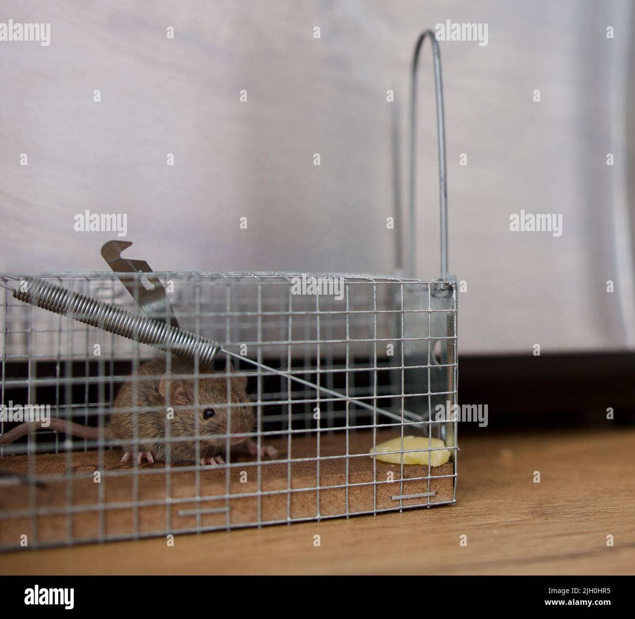 Mouse trap with a cute living mouse inside in a kitchen Stock Photo - Alamy