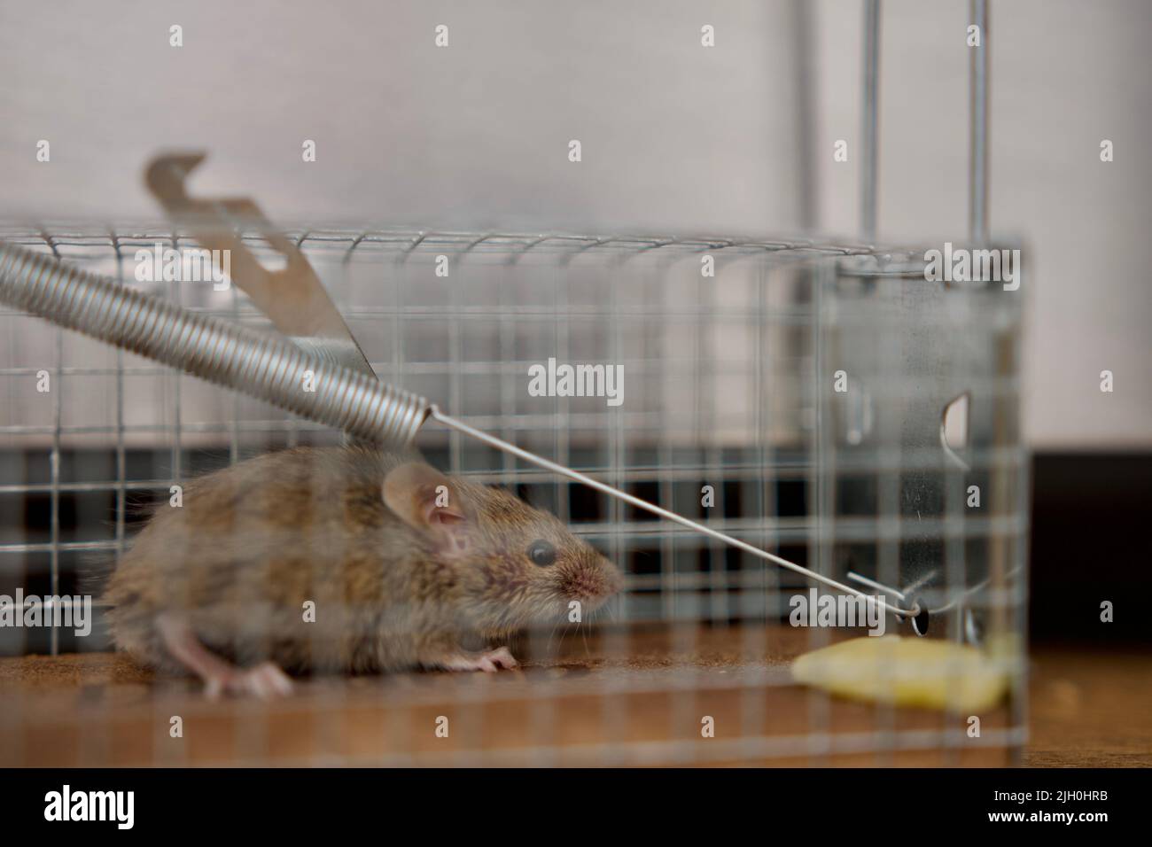 Mouse trap with a cute living mouse inside in a kitchen Stock Photo - Alamy