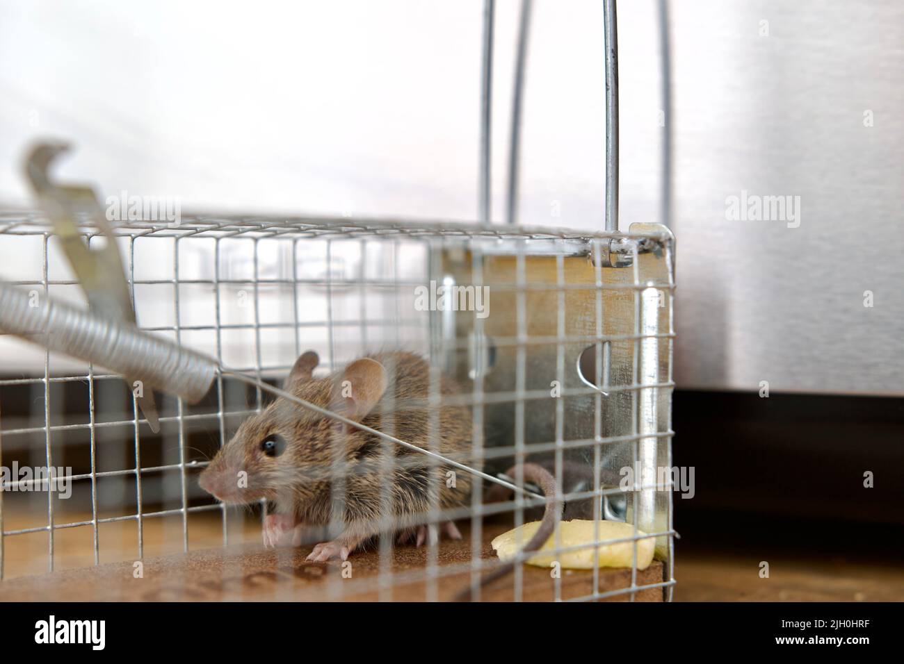 Mouse trap with a cute living mouse inside in a kitchen Stock Photo - Alamy