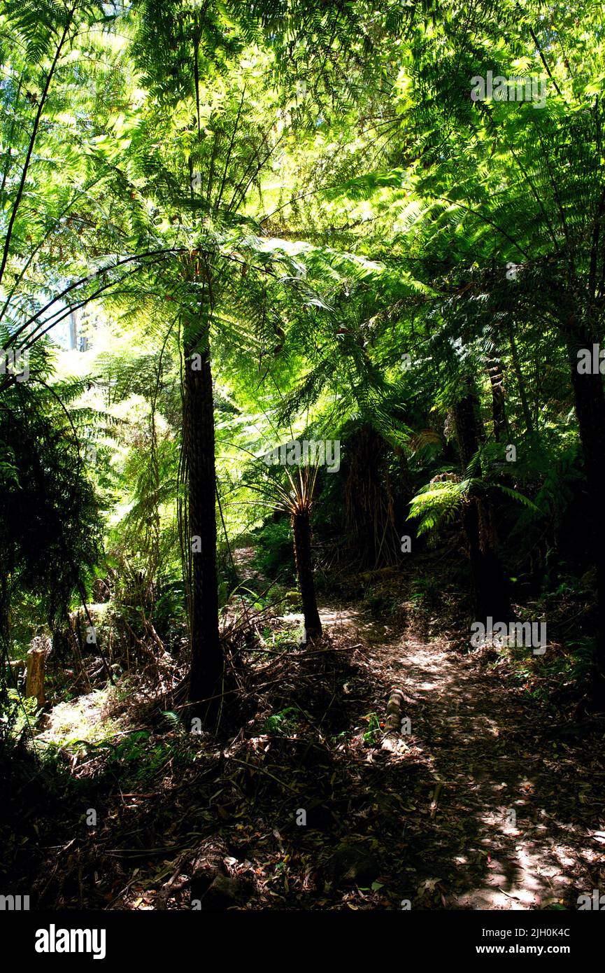 A perfect place for a walk on a hot day - under the shade of tree ferns ...