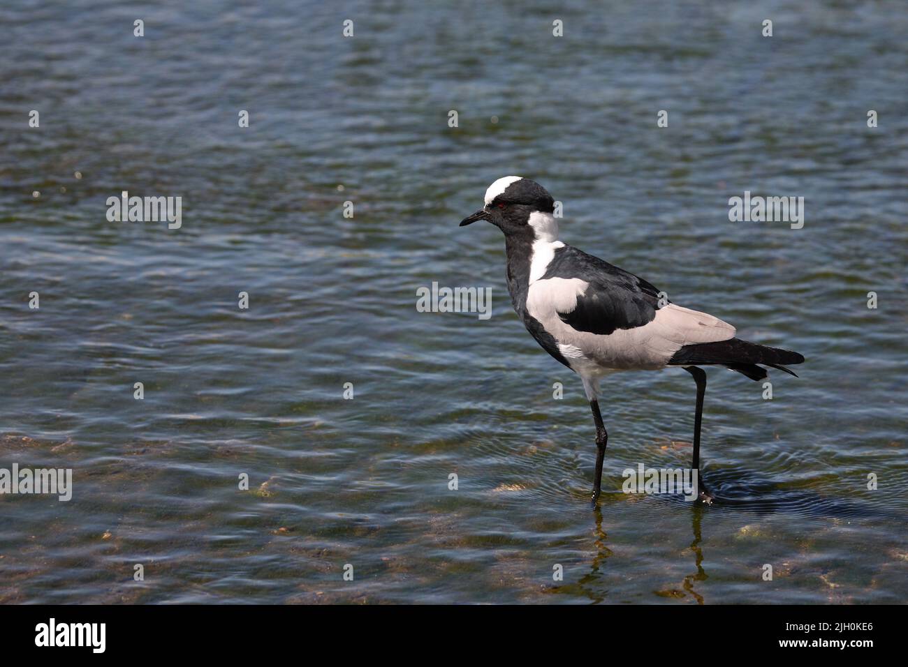 Waffenkiebitz / Blacksmith plover / Vanellus armatus Stock Photo - Alamy