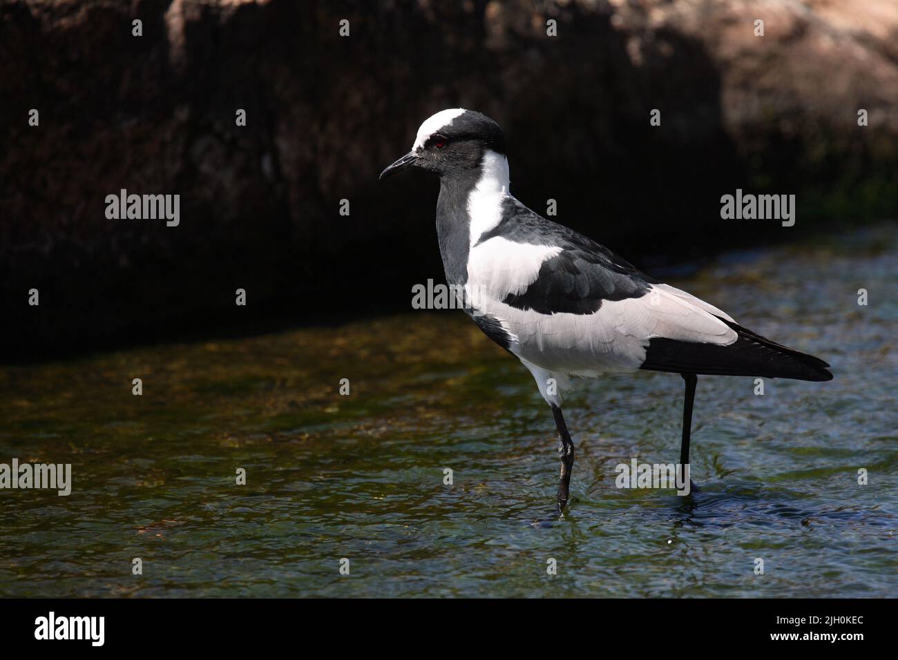 Waffenkiebitz / Blacksmith plover / Vanellus armatus Stock Photo - Alamy